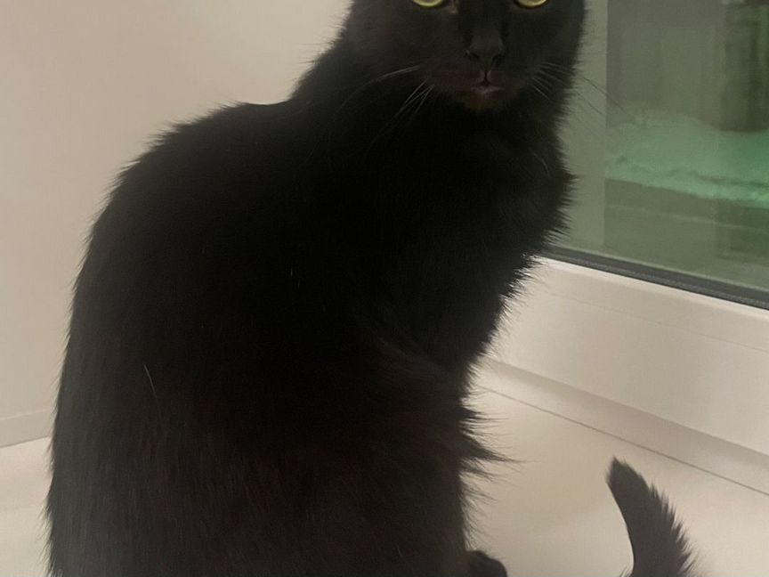 Кошка