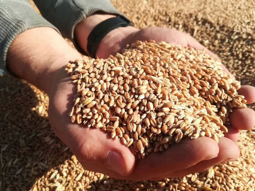 Семечко, Фуражный горох корма