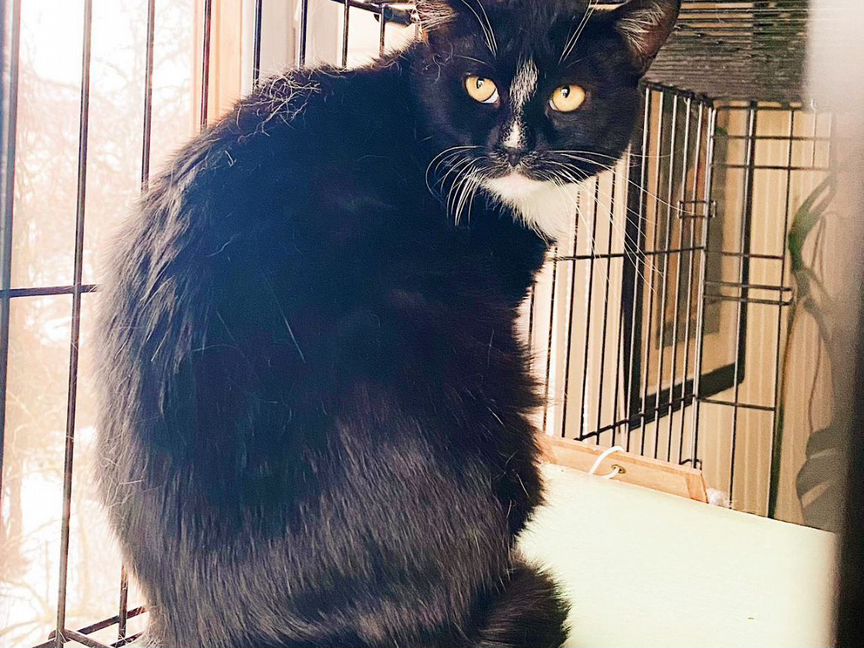 Милый котик в добрые руки