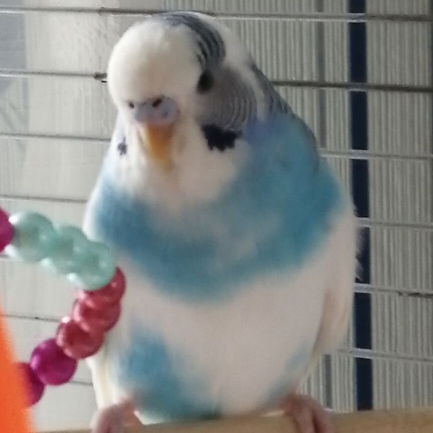 Волнистый попугай