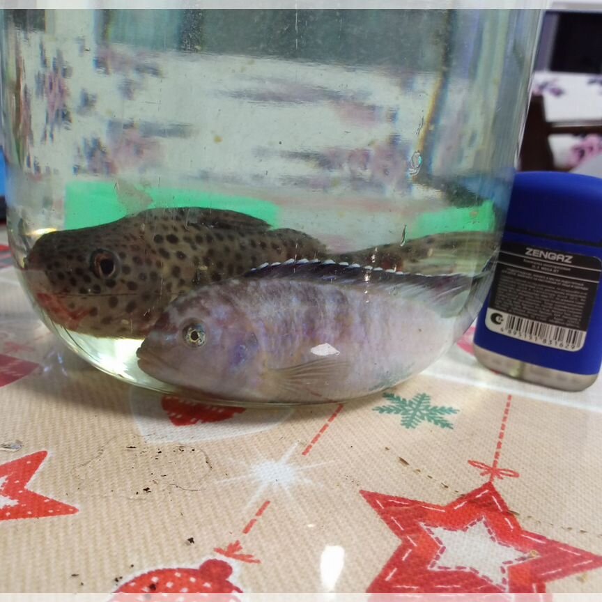 Рыбки аквариумные