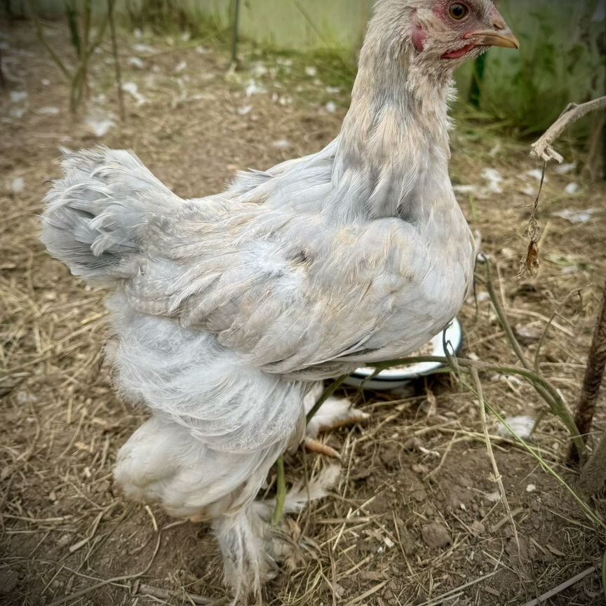 Брама молодки