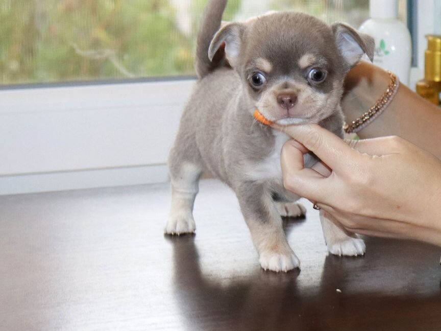 Лиловая чихуa 1,5 мес.с достaвкой и видeо