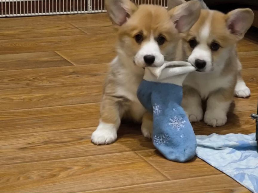 Вельш-корги пемброк