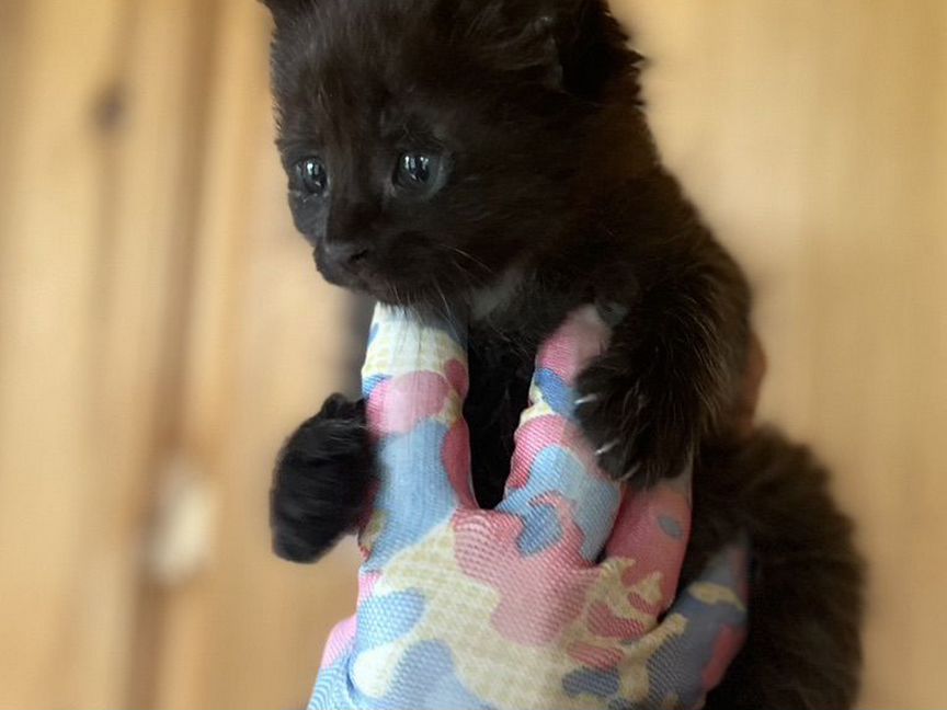 Черный котенок девочка