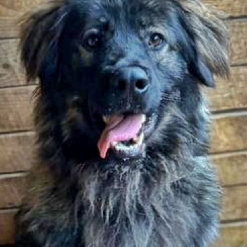 Пушок из Некрасовки в добрые руки