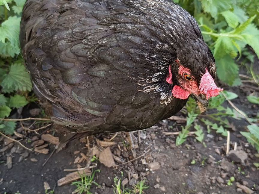 Курица домашняя