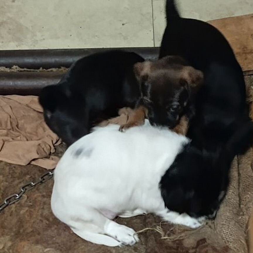 Щенок в добрые руки