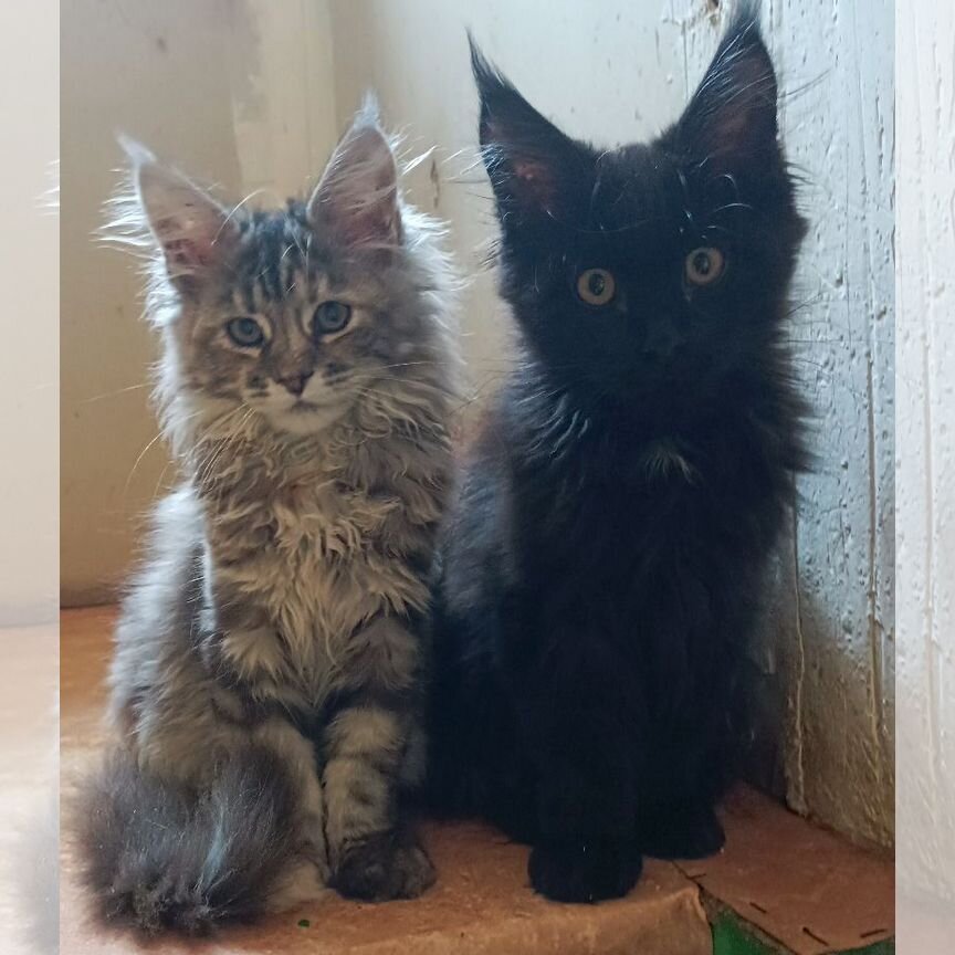 Мейн-кун котёнок