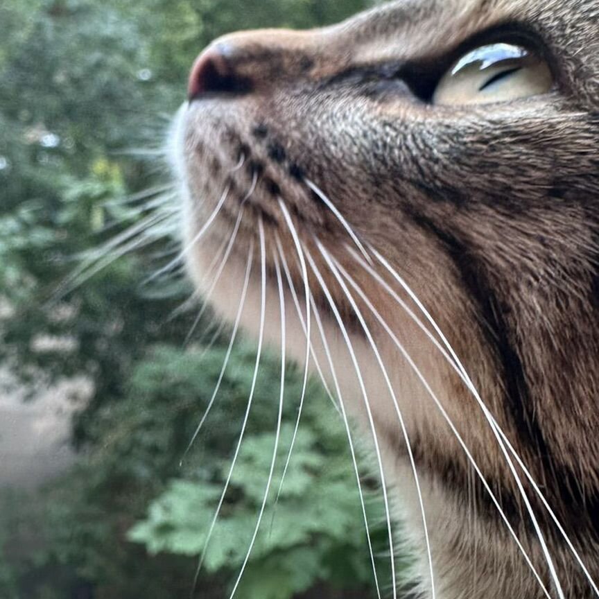 Лили ищет дома