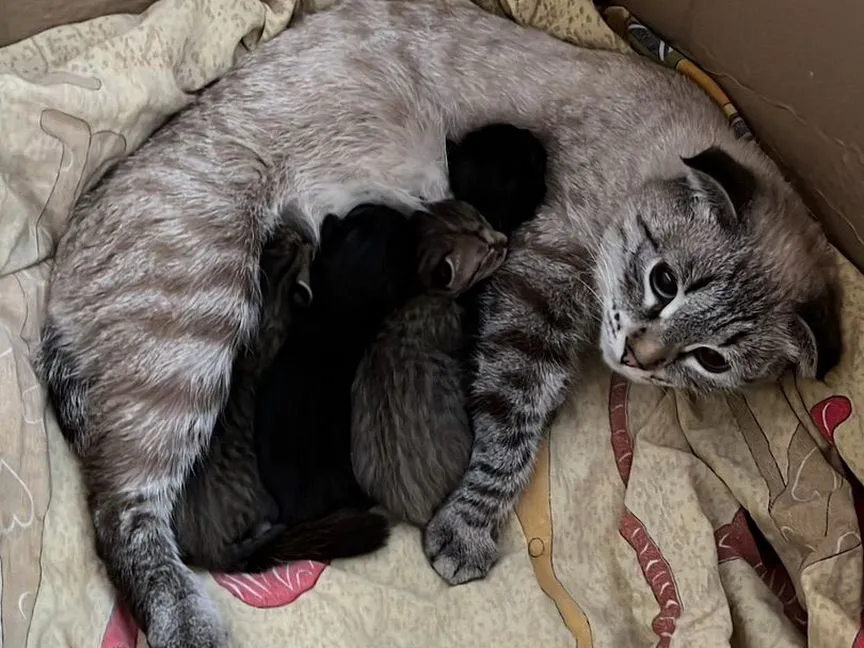 Котята