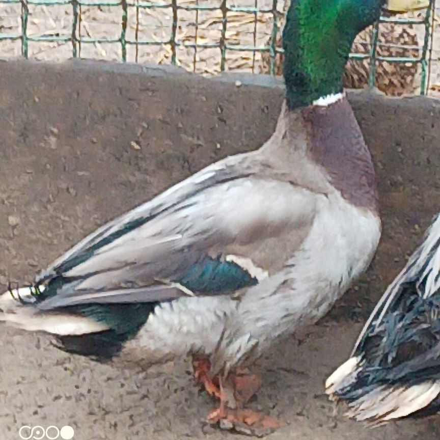 Дикие утки. Селезни. бронь