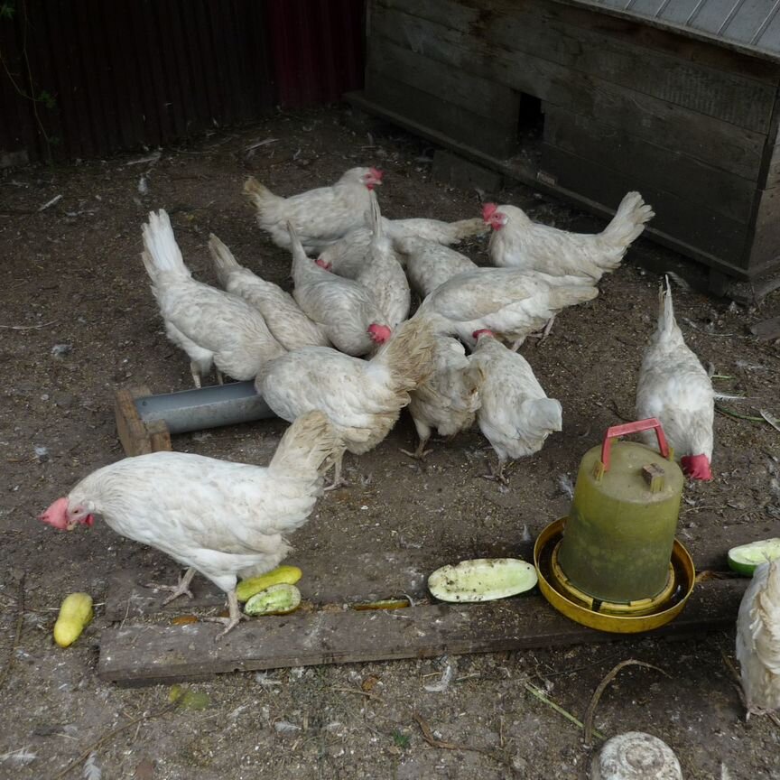 Куры несушки