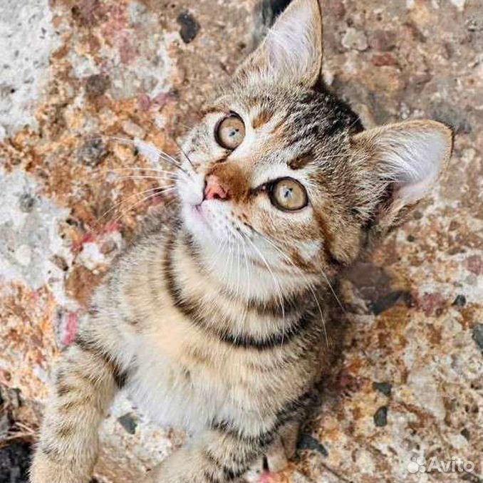 Ручные котятки в беде,выживают на промзоне