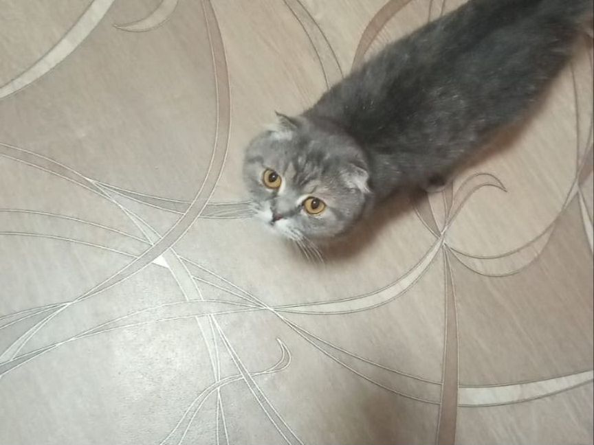 Шотландская вислоухая кошка