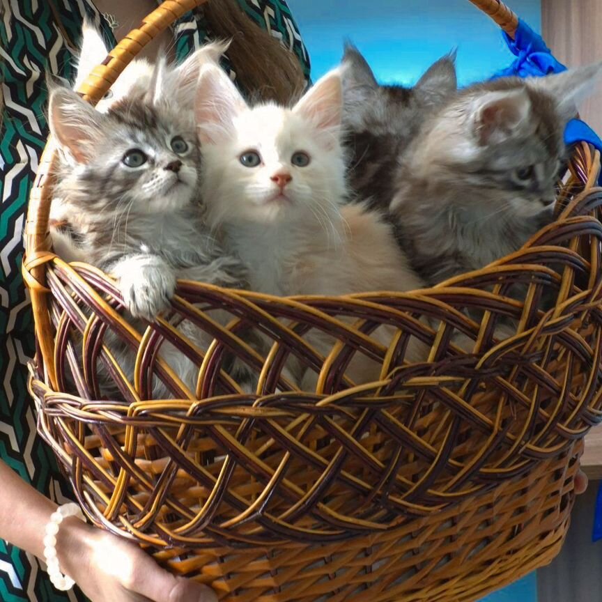 Котята мейн-кун,крупные линии