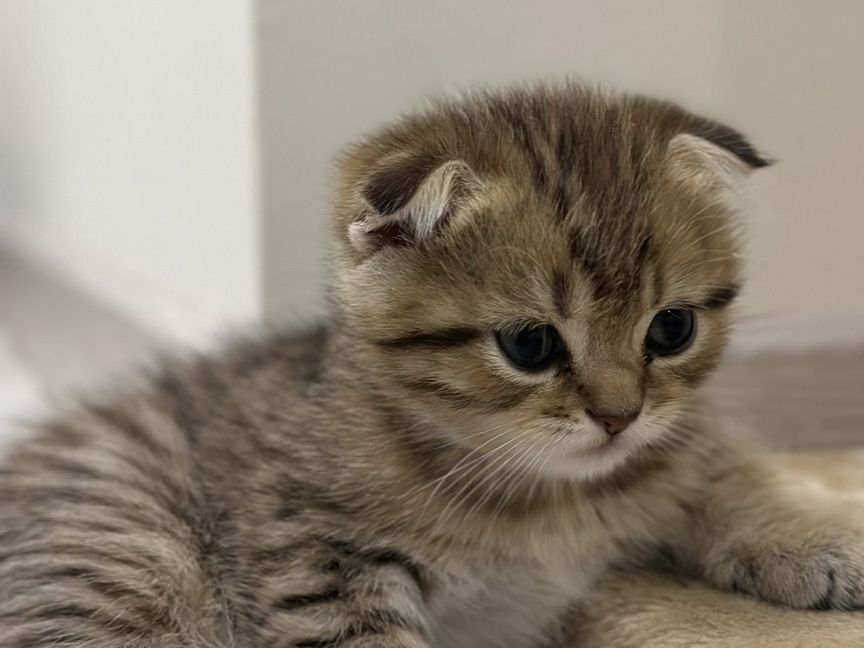 Шотландские вислоухие котята