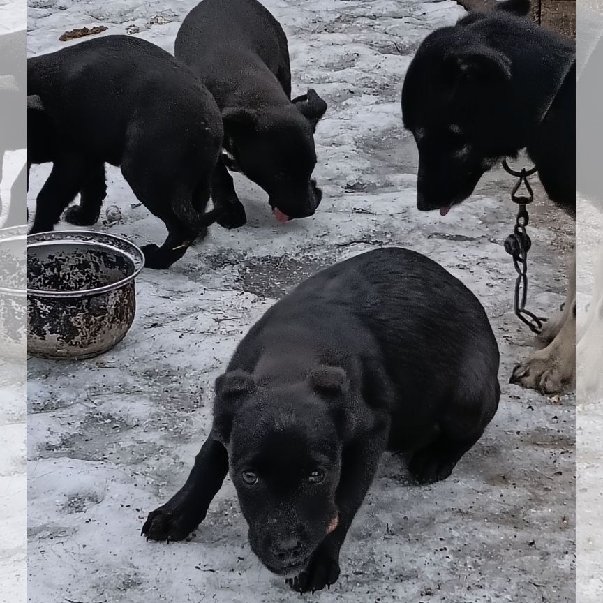 Щенок в добрые руки