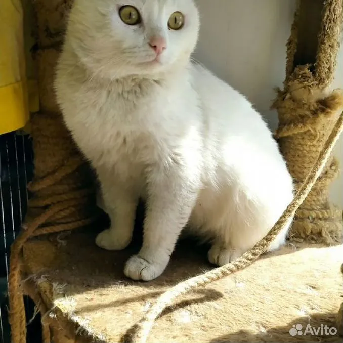 Отдам котика Барсика И Беляша
