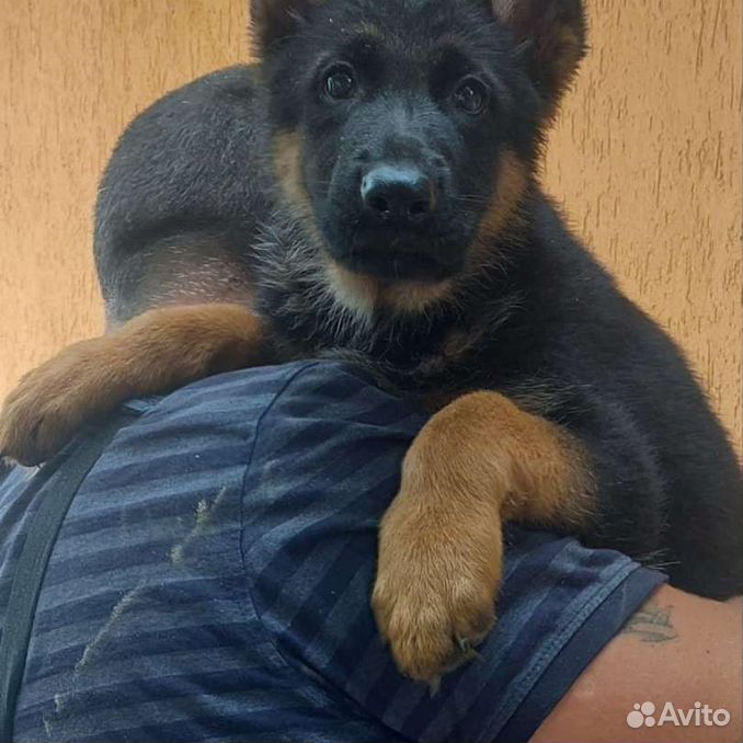 Красавчики немчики