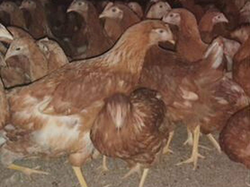 Продам молодок мясояичек