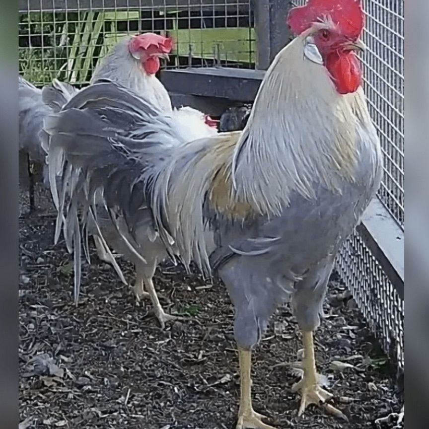 Петух леггорн изабелла