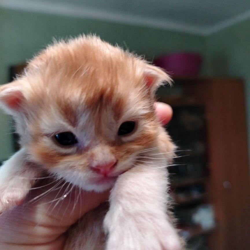 Котята мейн-кун