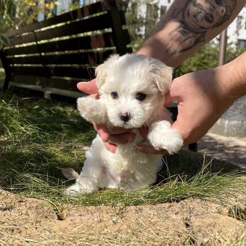 Мальтипу f1 мини белый чудо-мальчик