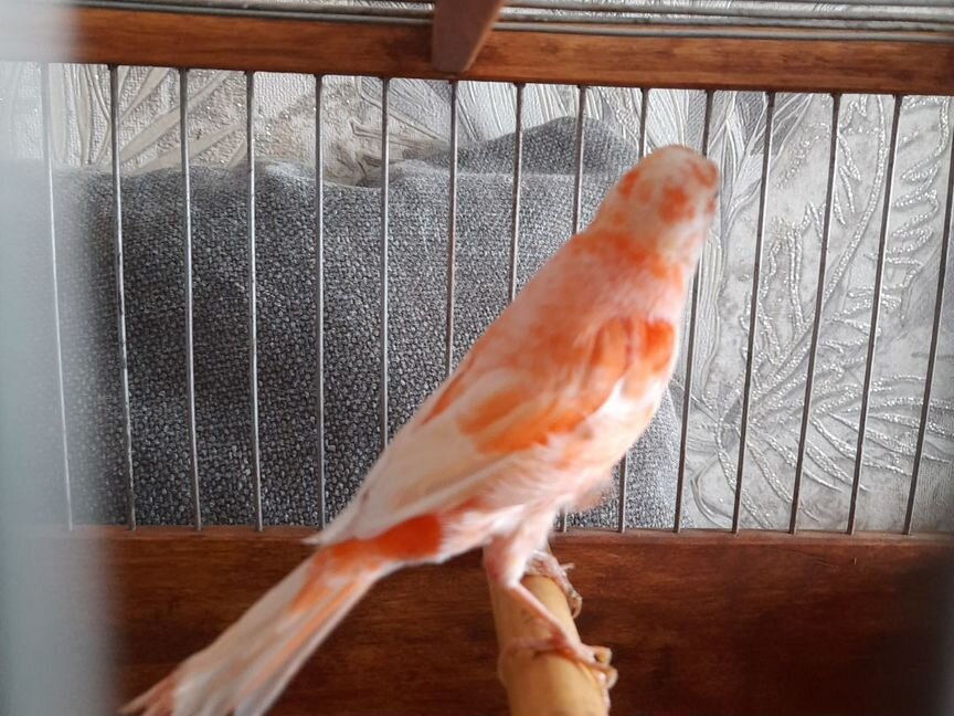 Красные канарейки