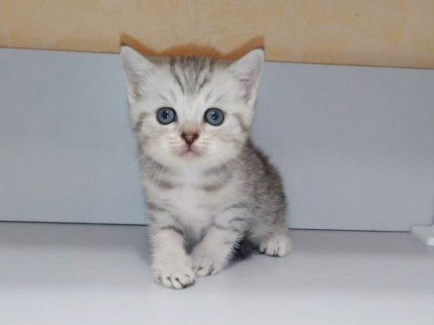 Котенок прямоухий мальчик