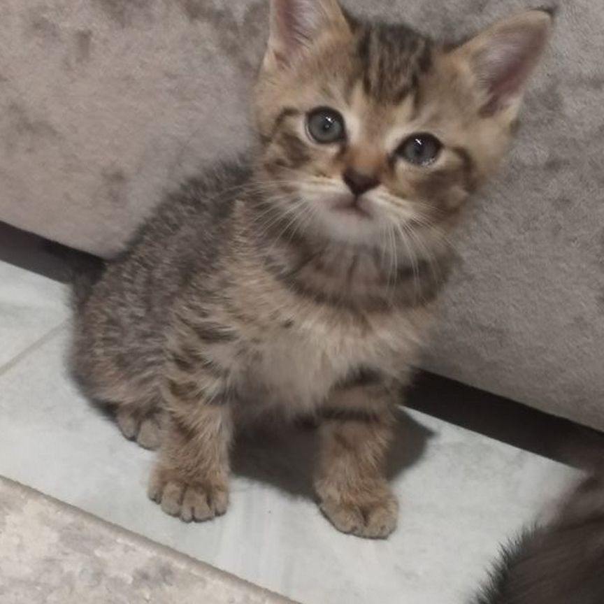 Котята