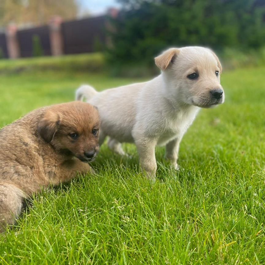 Филя и Мая ищут мам пап