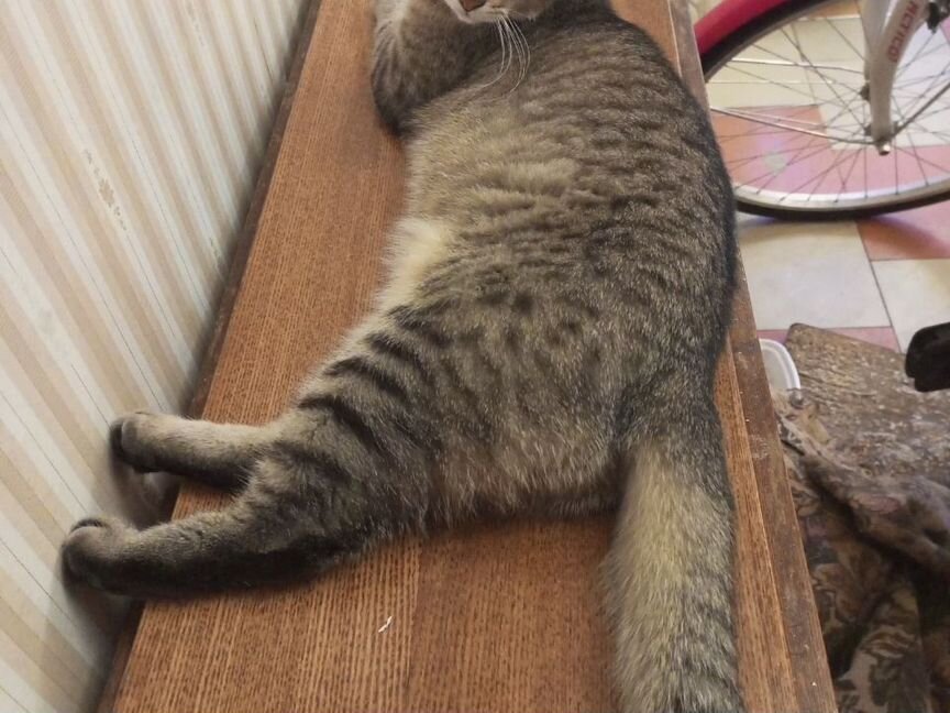 Котик сама нежность