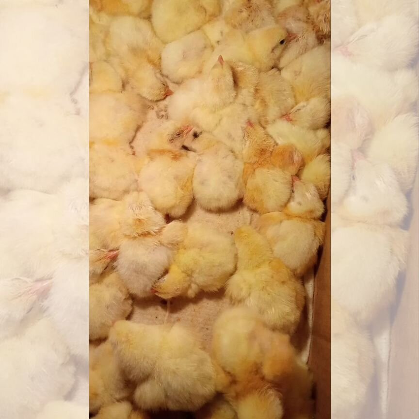 Цыплята бройлеры