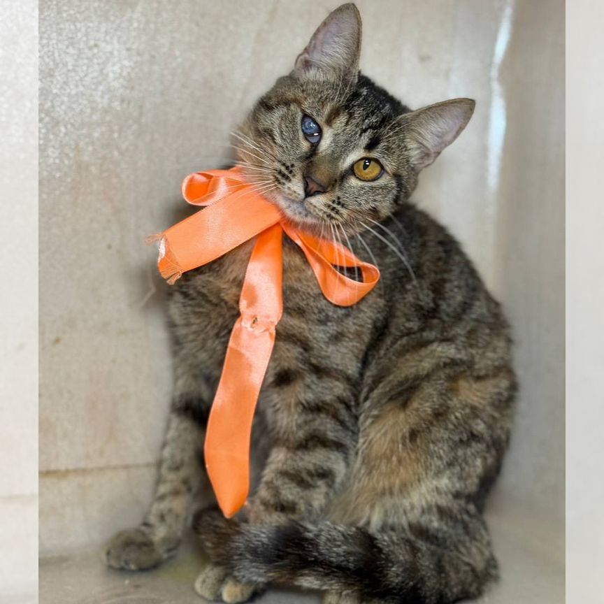 Взрослая, Девочка кошка в добрые руки