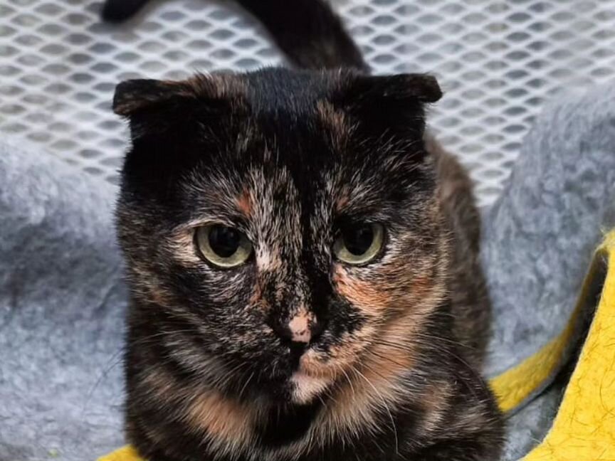 Черепаховая вислоухая кошечка в добрые руки