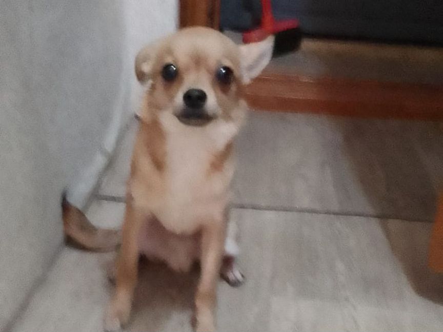 Маленькая собака в добрые руки отдам бесплатно