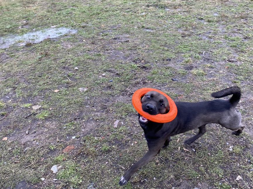 Собака в добрые руки 10р