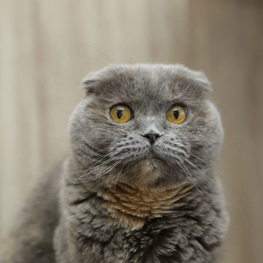 Кошечка вислоушка в добрые ручки