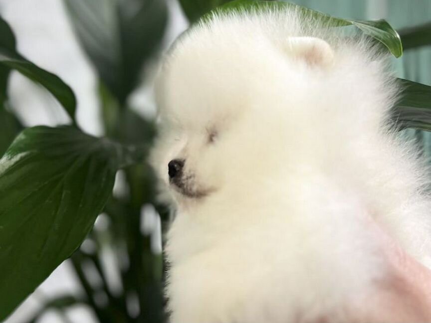 Дети мини шпица