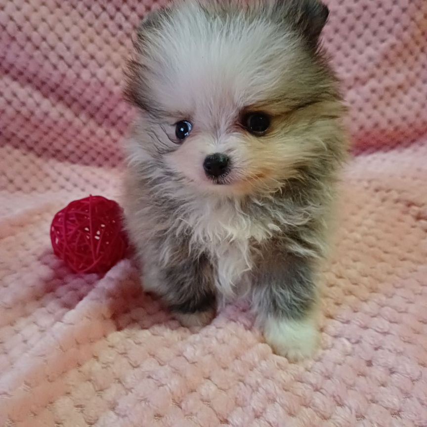 Щенки помчи