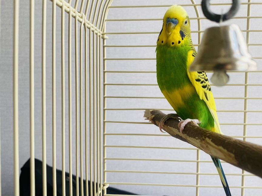 Попугай волнистик