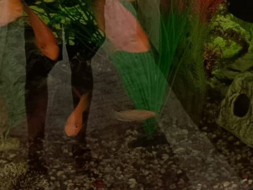 Продам цихлид