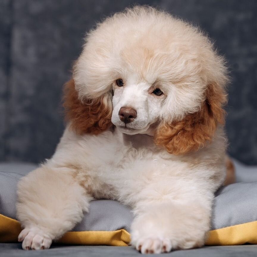 Той-пудель, щенок