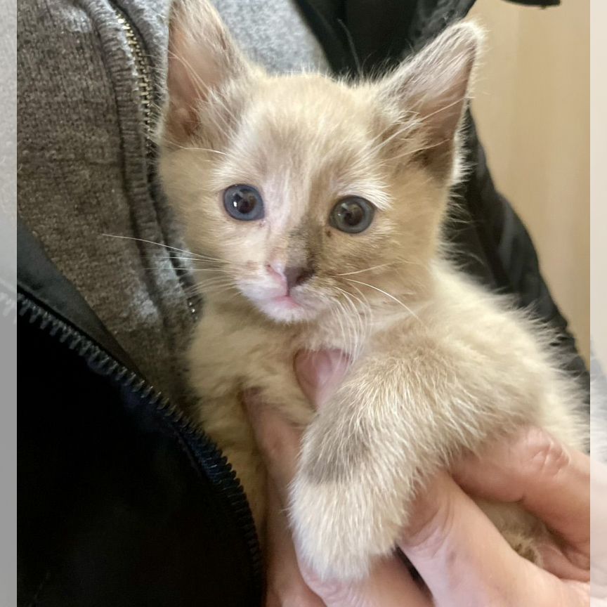 Сиамский котёнок