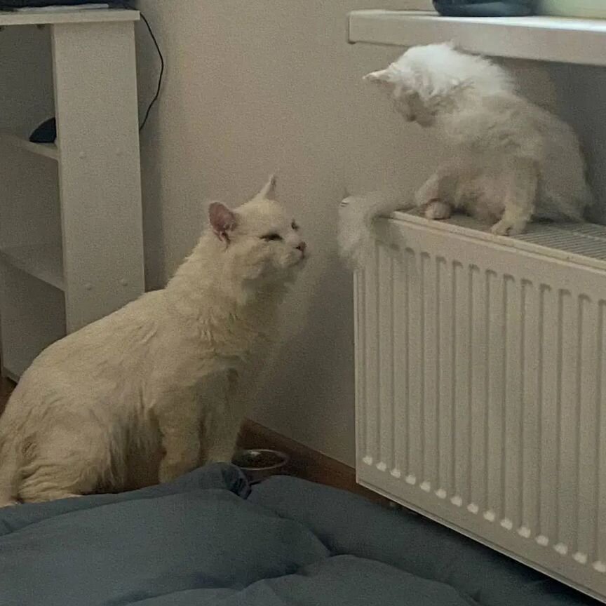 Мейн-кун, взрослый кот