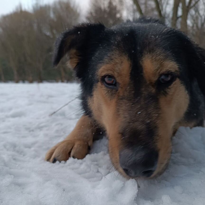 Бывшедомашний пёс пропадает в приюте