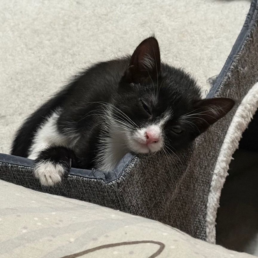 Котёнок в добрые руки