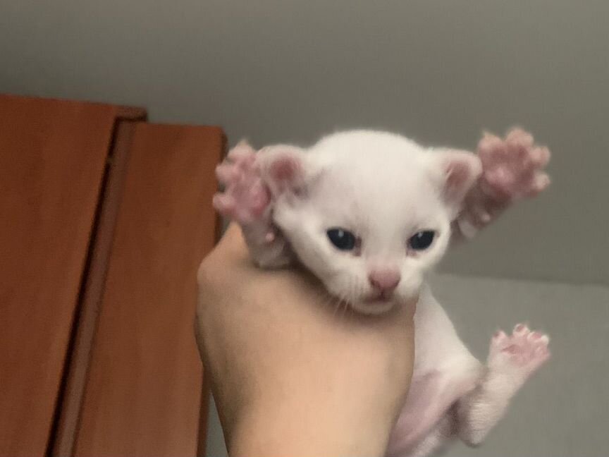 Британский котенок