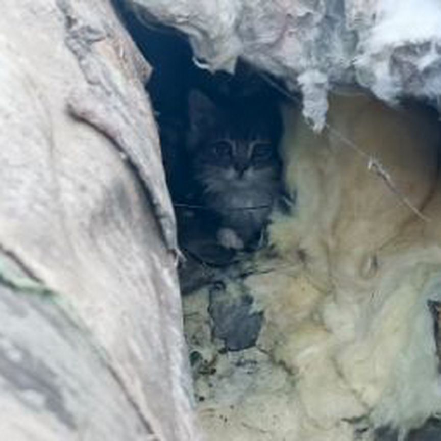 Котенок девочка ищет дом